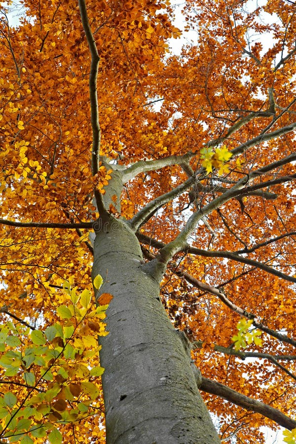 Autumn tree leaves stock photo. Image of yellow, idyllic - 247513374