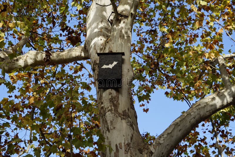 A Tree in the Park with a Bat House Stock Image - Image of nature ...