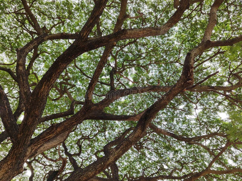 Tree in the Park. Branches. Tree Branches, View from Below Stock Photo ...