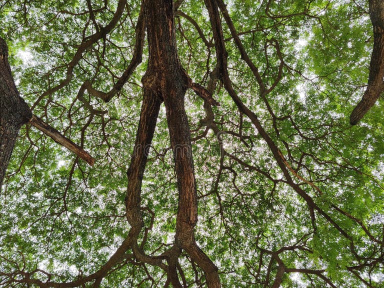 Tree in the Park. Branches. Tree Branches, View from Below Stock Photo ...
