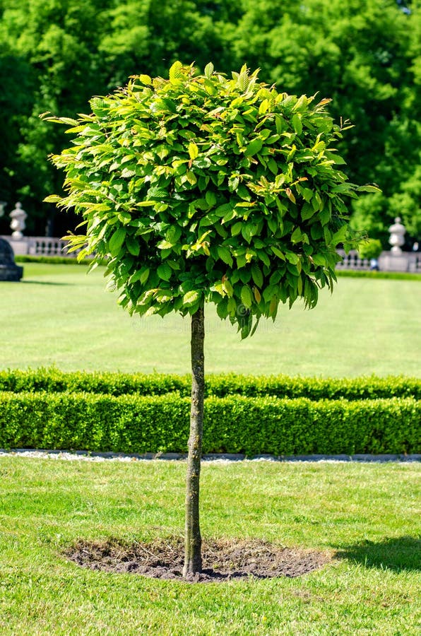 A Tree in a Park in a Clearing with a Spherical Crown Stock Photo ...
