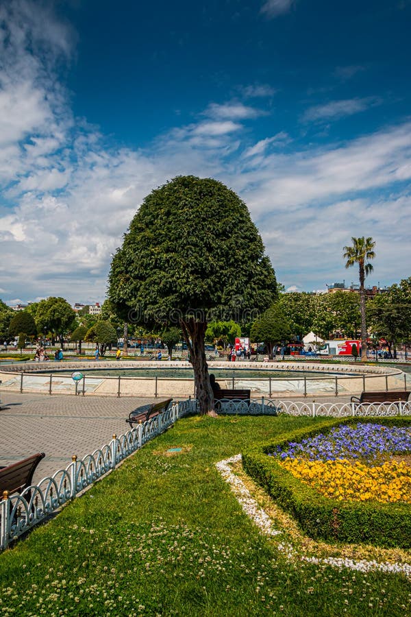 Tree in the Park at Daytime Editorial Stock Image - Image of leaves ...