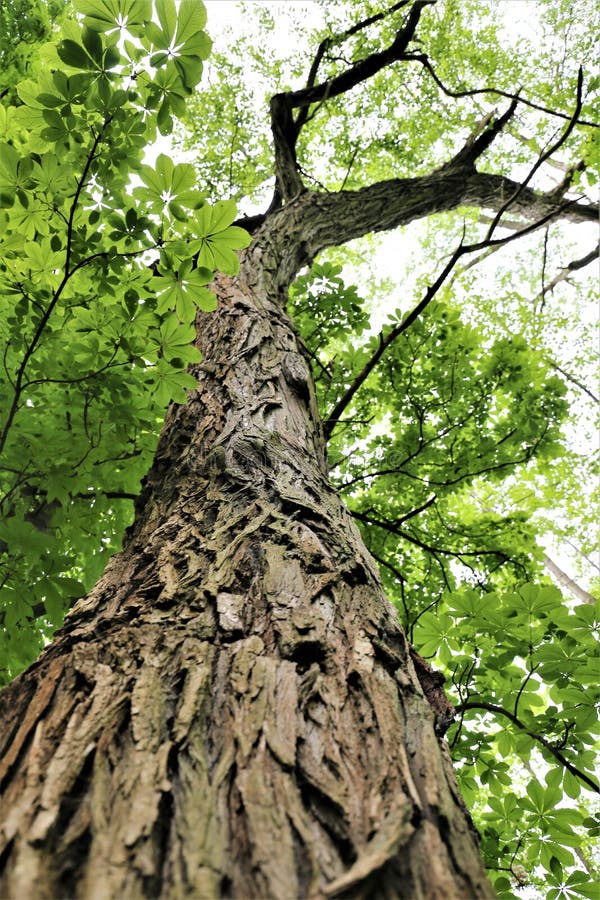 Tree in Park, Green Forest, Cortex Stock Image - Image of park, branch ...