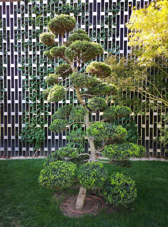 Tree in the Park with Hadge Green Wall on the Back Stock Image - Image ...