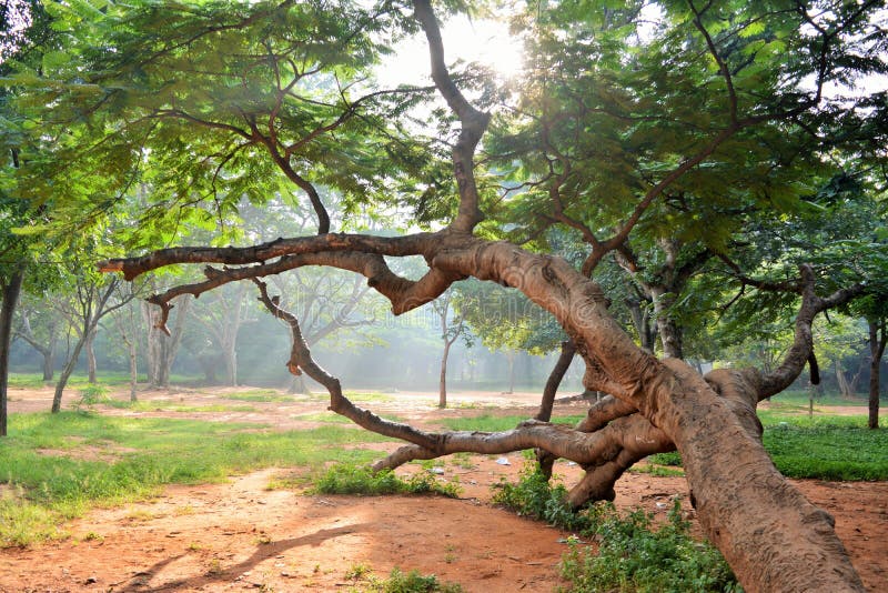 Tree at park stock image. Image of grass, nature, plants - 85640389