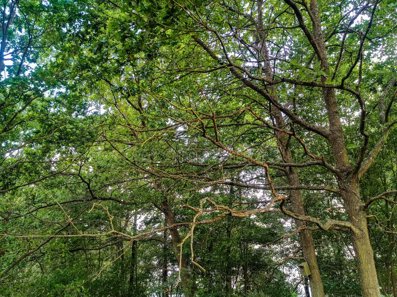 Tree in the Park , Image Taken in Denmark, Europe Stock Image - Image ...