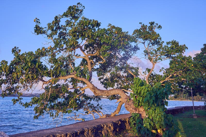 Tree at a Park Near the Ocean at Guam, USA Stock Photo - Image of beach ...