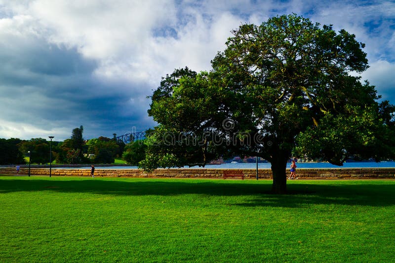Tree in the Park Nearly of Circular Quay Stock Image - Image of park ...