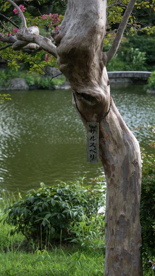 Tree in a Park with a Pond in the Background, Japan Stock Image - Image ...