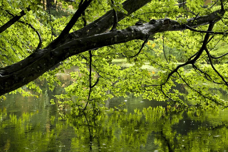 Tree in Park Reflected in Pond Stock Photo - Image of trees, lake ...