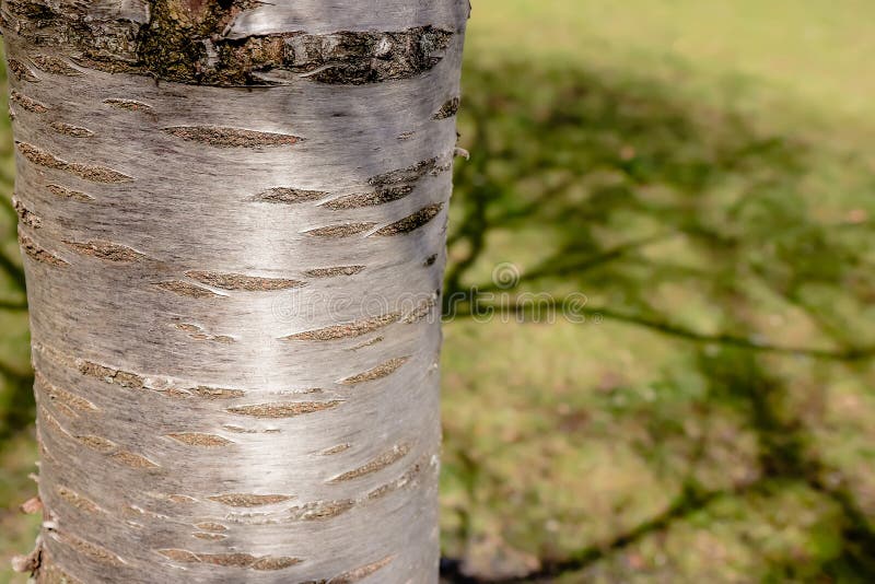 Tree in the Park at Spring Time Stock Photo - Image of trees, sunny ...