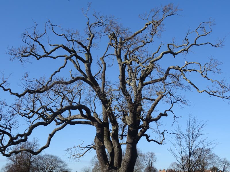 Dry Leafless Tree Standing Tall in a Park Stock Image - Image of leaves ...