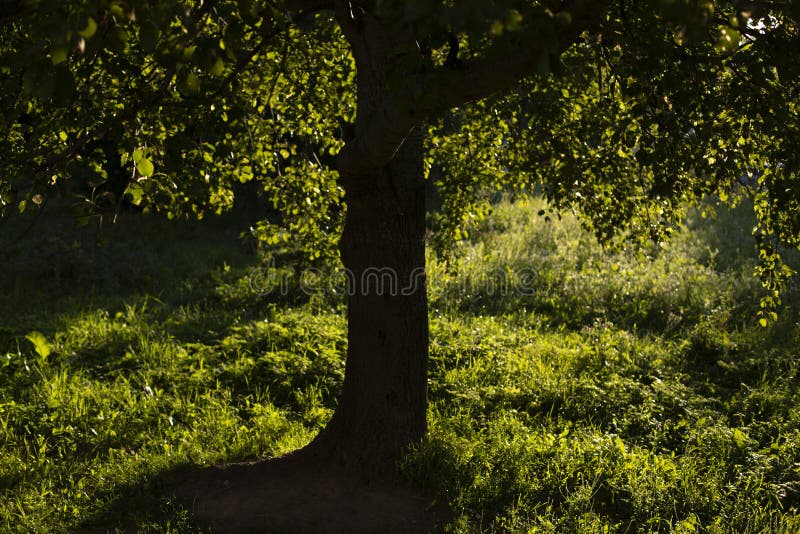 Tree in Park in Summer. Hot Day Stock Image - Image of colourful, land ...