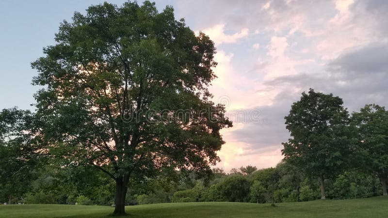 Tree in a Park during Sunset Stock Image - Image of grass, green: 224851225