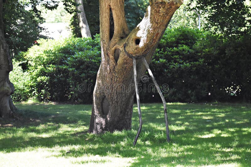 Tree Supported by Poles stock image. Image of support - 5576175