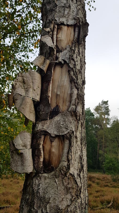 Tree, park. Tapet stock image. Image of park, jungle - 161849163