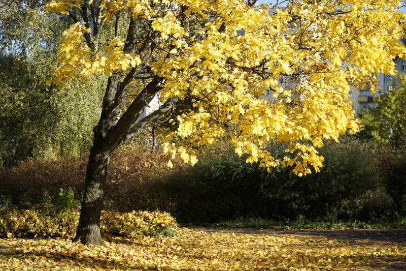 Tree in Park with Yellow Leaves - Fall Time Stock Image - Image of ...