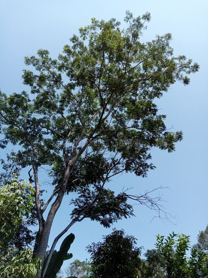 Tree Parkia Speciosa Bitter Bean , Bitter Bean Tree , Bitter Bean Tree ...