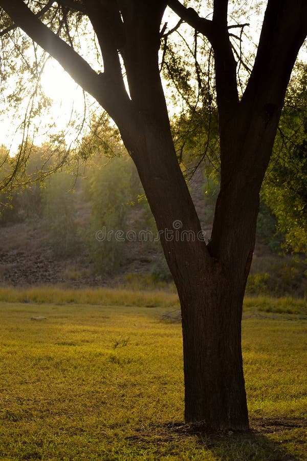 Tree in the pasture land stock image. Image of clouds - 71488223