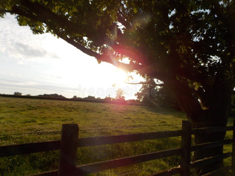 Tree in a pasture stock photo. Image of field, green - 52692506