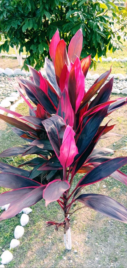 Patabahar Stock Photos - Free & Royalty-Free Stock Photos from Dreamstime