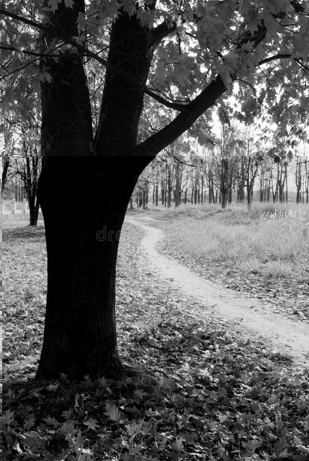 Tree and the path stock photo. Image of woods, beauty - 22106586