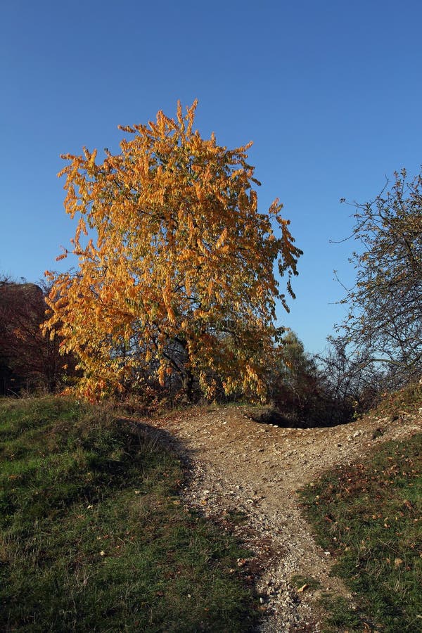Tree and path in autumn stock image. Image of path, park - 36557957