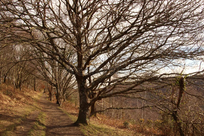 Tree path stock photo. Image of forest, teign, path, valley - 86718166