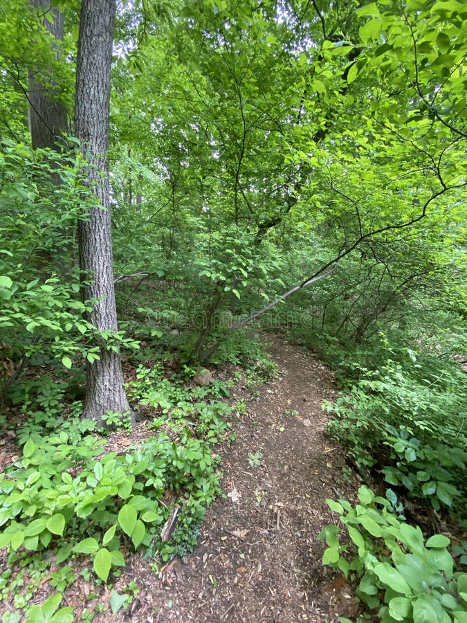 Tree and Path through the Lush Green Forest in Spring Stock Photo ...