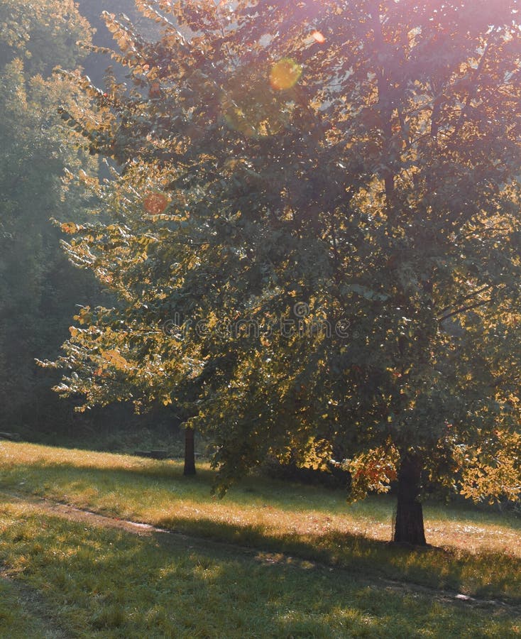 Tree and path stock photo. Image of journey, branches - 79029628