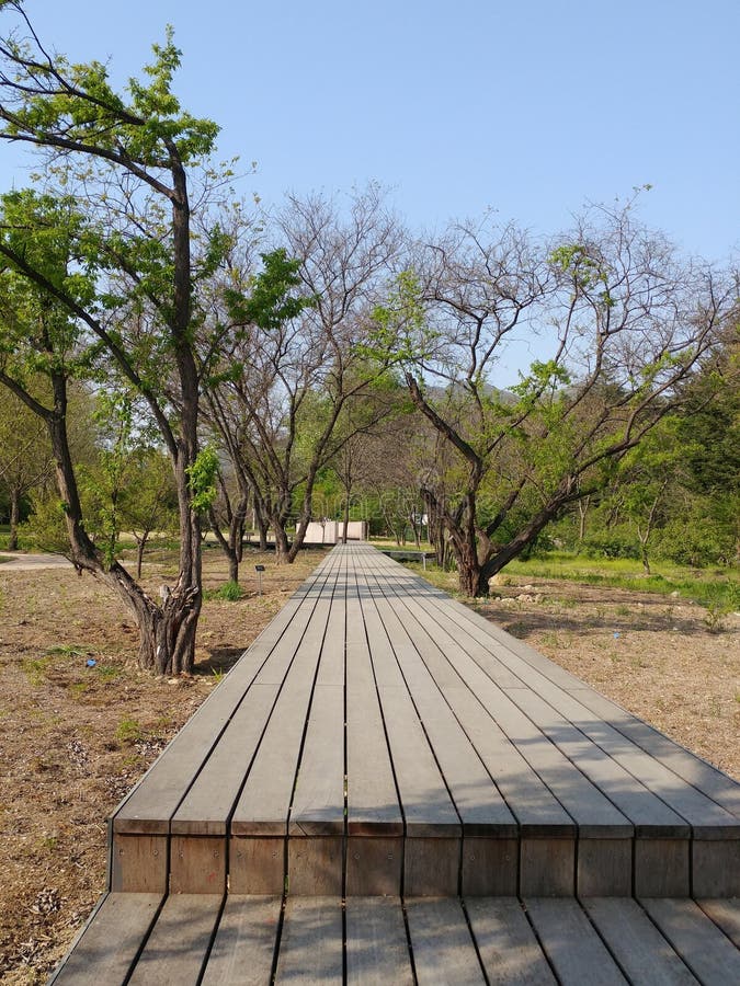Tree, Path, Plant, Nature Reserve Stock Image - Image of tree, wood ...