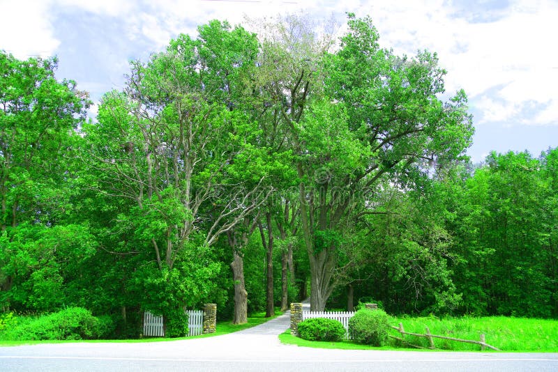Tree pathway stock photo. Image of entrance, colors, drive - 59944240