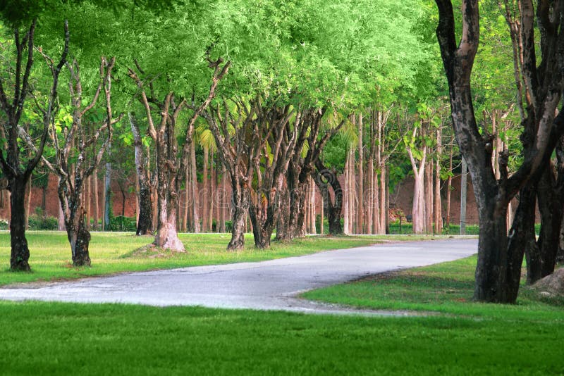 Tree pathway stock photo. Image of curve, roadway, rock - 35860436