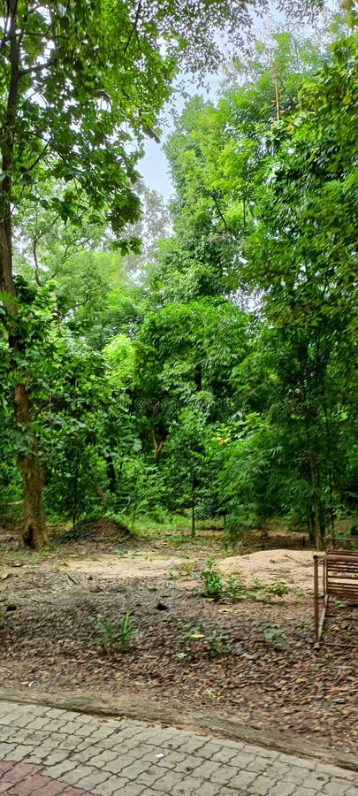 Tree in patna zoo stock photo. Image of deciduous, leaf - 230541242