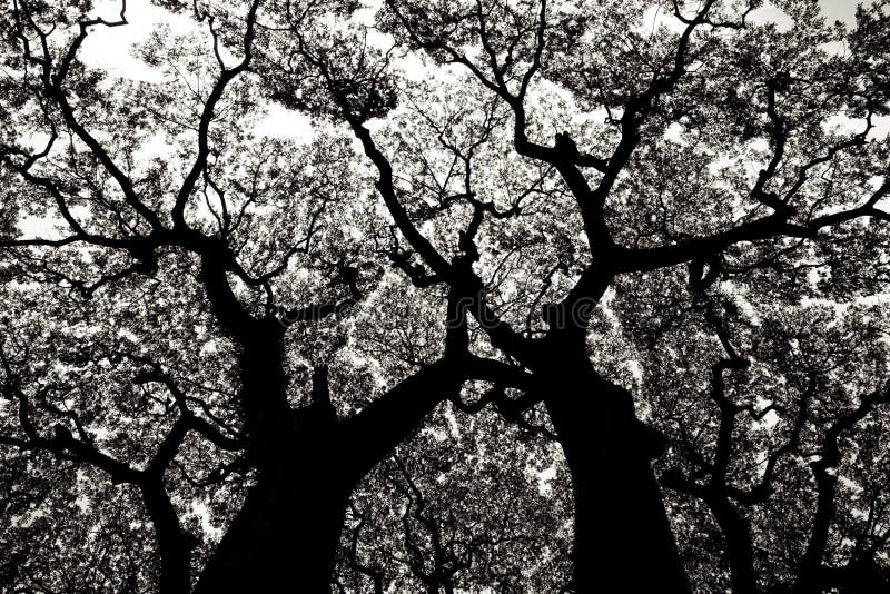 Tree pattern stock image. Image of beauty, park, botanical - 22127445