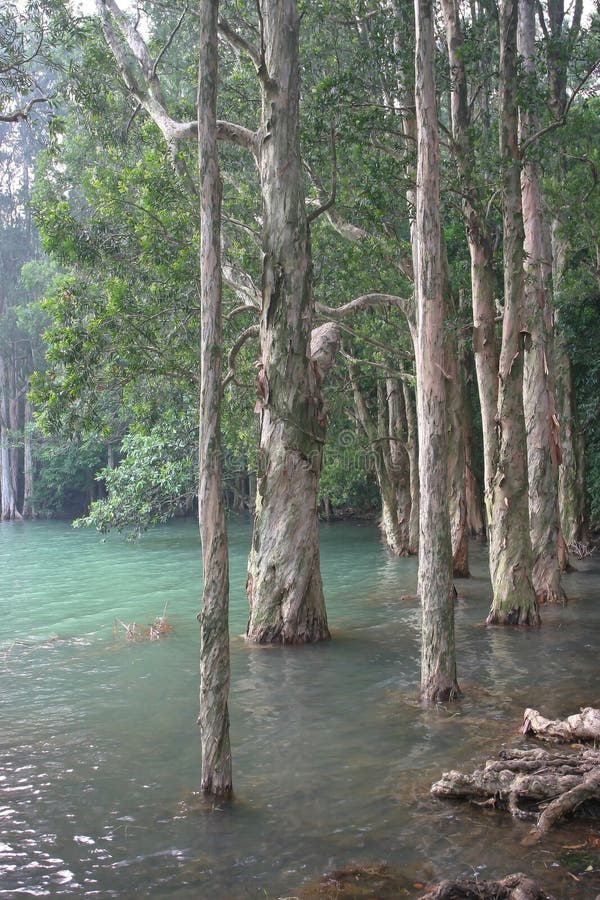 A Tree Pattern and Reflection in Shing Mun Reservoir Hong Kong ...