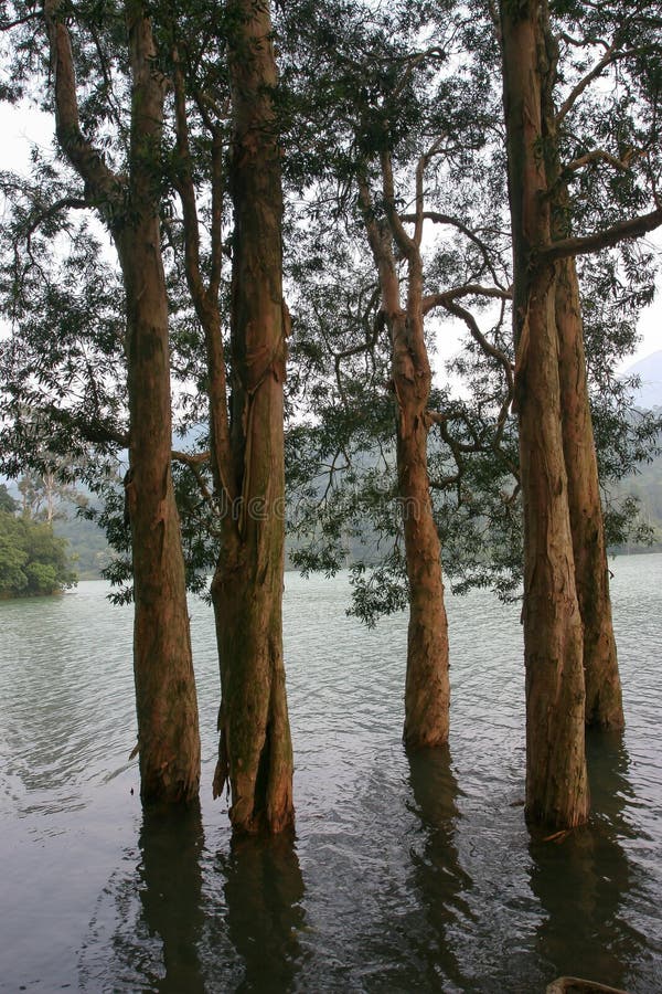 A Tree Pattern and Reflection in Shing Mun Reservoir Hong Kong Stock ...
