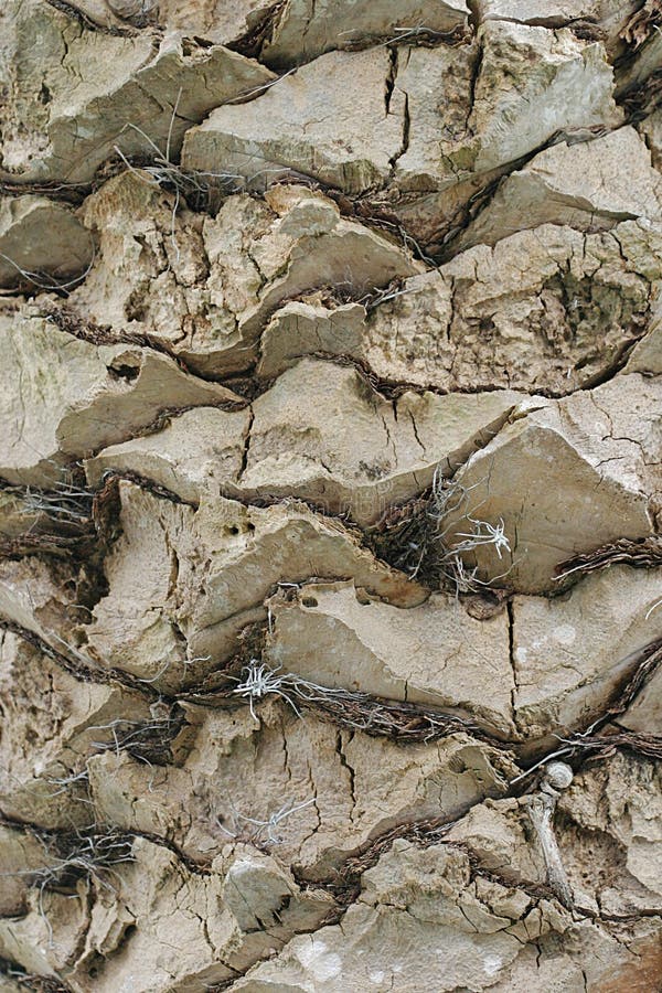 Tree-Branch Patterns stock image. Image of branches, plants - 581765