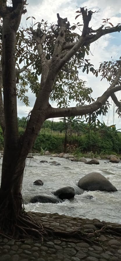 The tree and peace stock image. Image of jungle, rock - 264967679