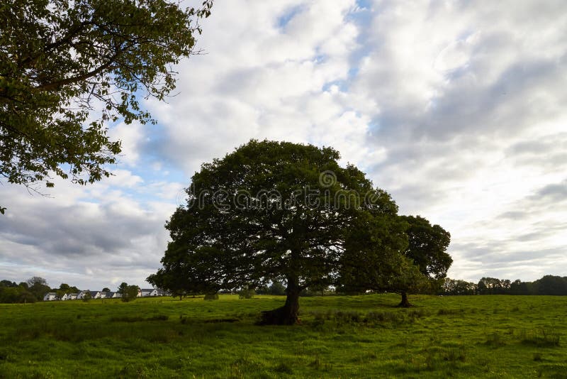 Field,tree and cloudy sky stock image. Image of blue - 117878215