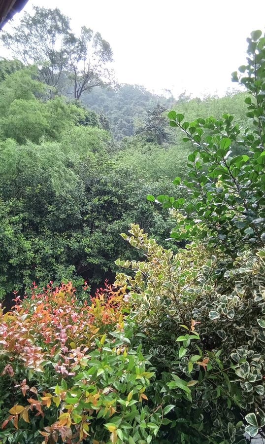 A Tree in a Peaceful Forest that Invites Relaxation. Stock Image ...