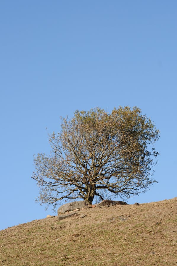 Peaceful tree stock image. Image of tranquility, forest - 20180703