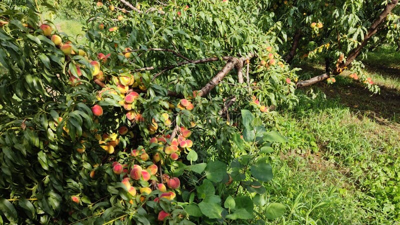 Swat Pakistan Peach Stock Photos - Free & Royalty-Free Stock Photos ...