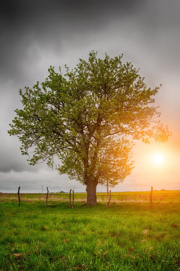 Tree pear stock photo. Image of sunlight, leaf, flower - 92708634