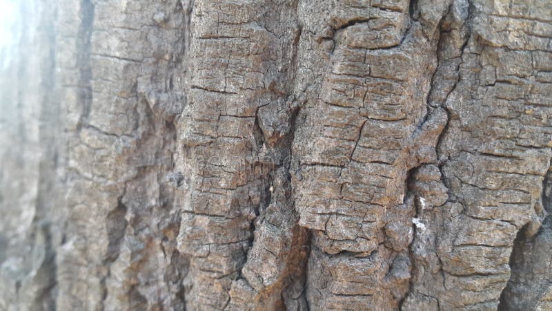 Tree Peel Macro Close Up Texture for Background and Texture Stock Photo ...