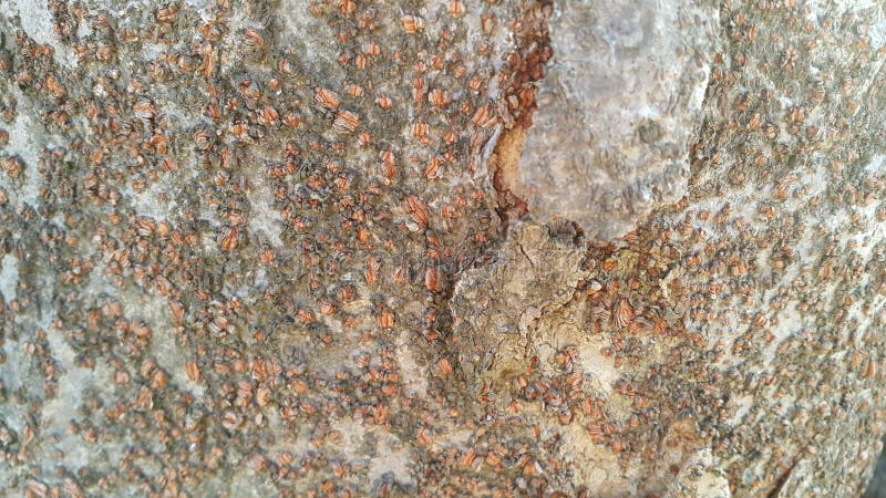 Tree Peel Macro Close Up Texture for Background and Texture Stock Photo ...