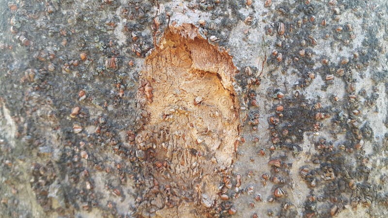 Tree Peel Macro Close Up Texture for Background and Texture Stock Photo ...