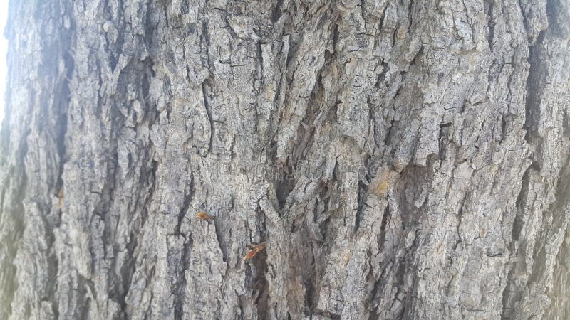 Tree Peel Macro Close Up Texture for Background and Texture Stock Photo ...