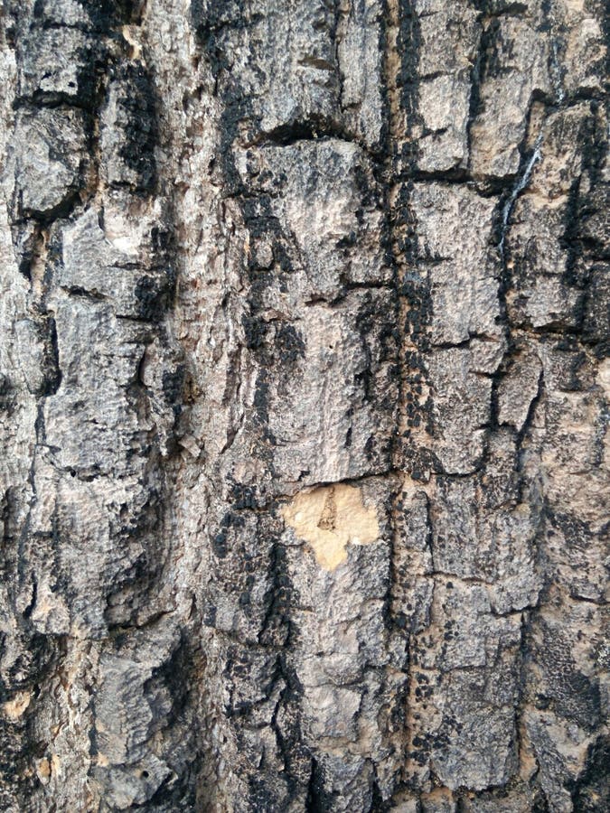 Tree peel rustic texture stock image. Image of seamless - 91411133