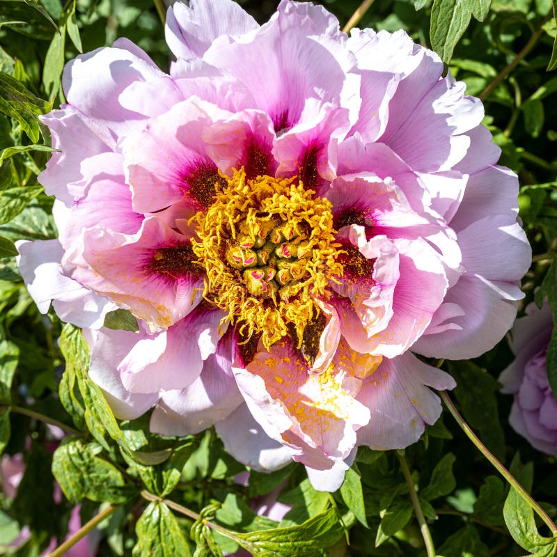 Tree Peonies Close-up Against the Background Stock Image - Image of ...